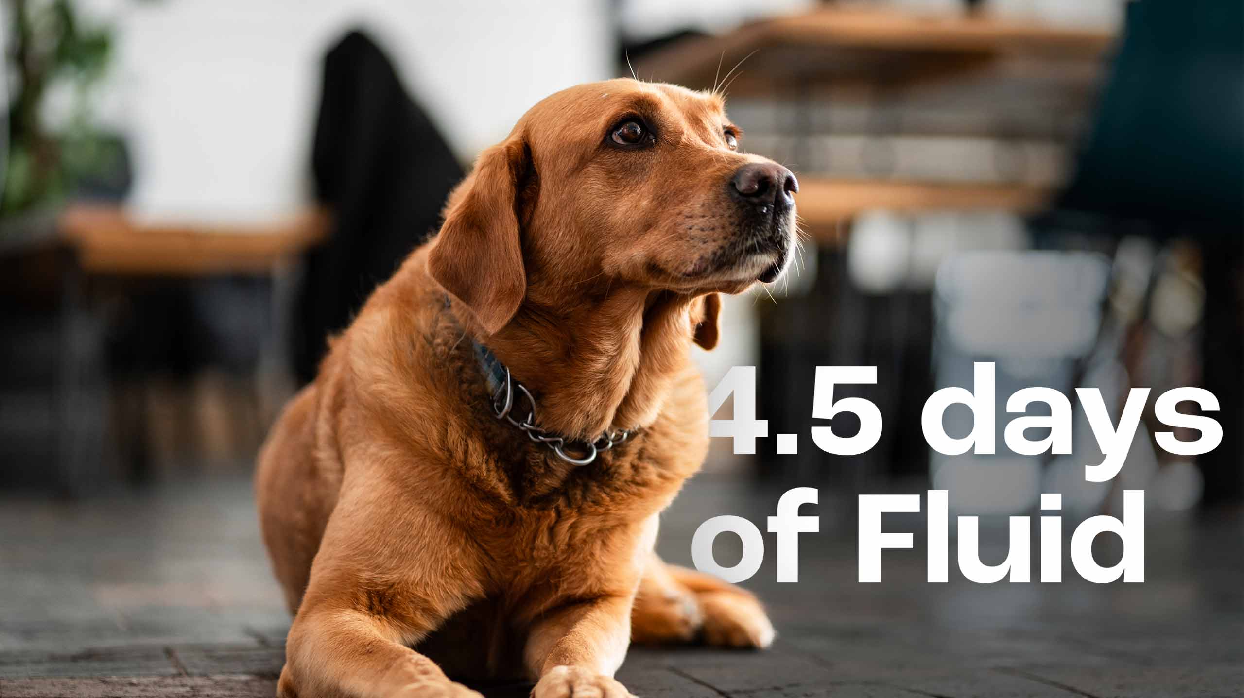 4.5 days of Fluid | Fluid Ideas